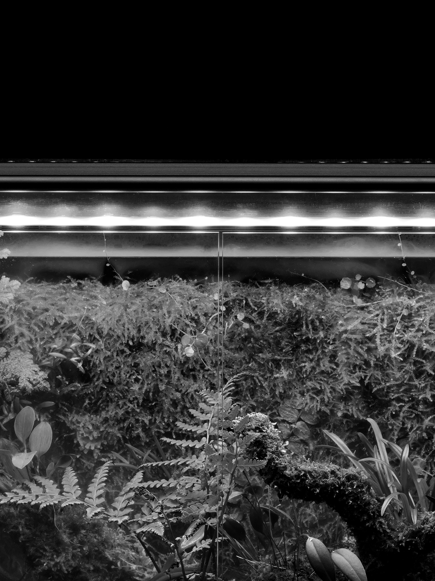 MIZUKUSA MIST WALL | PRODUCTS | DOOA