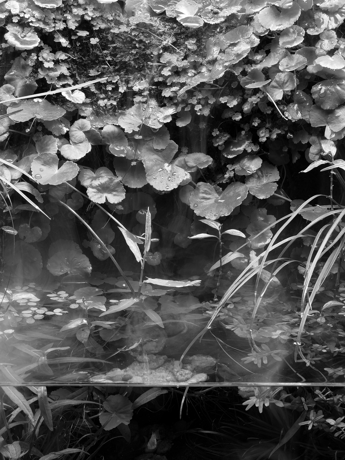 MIZUKUSA MIST WALL | PRODUCTS | DOOA