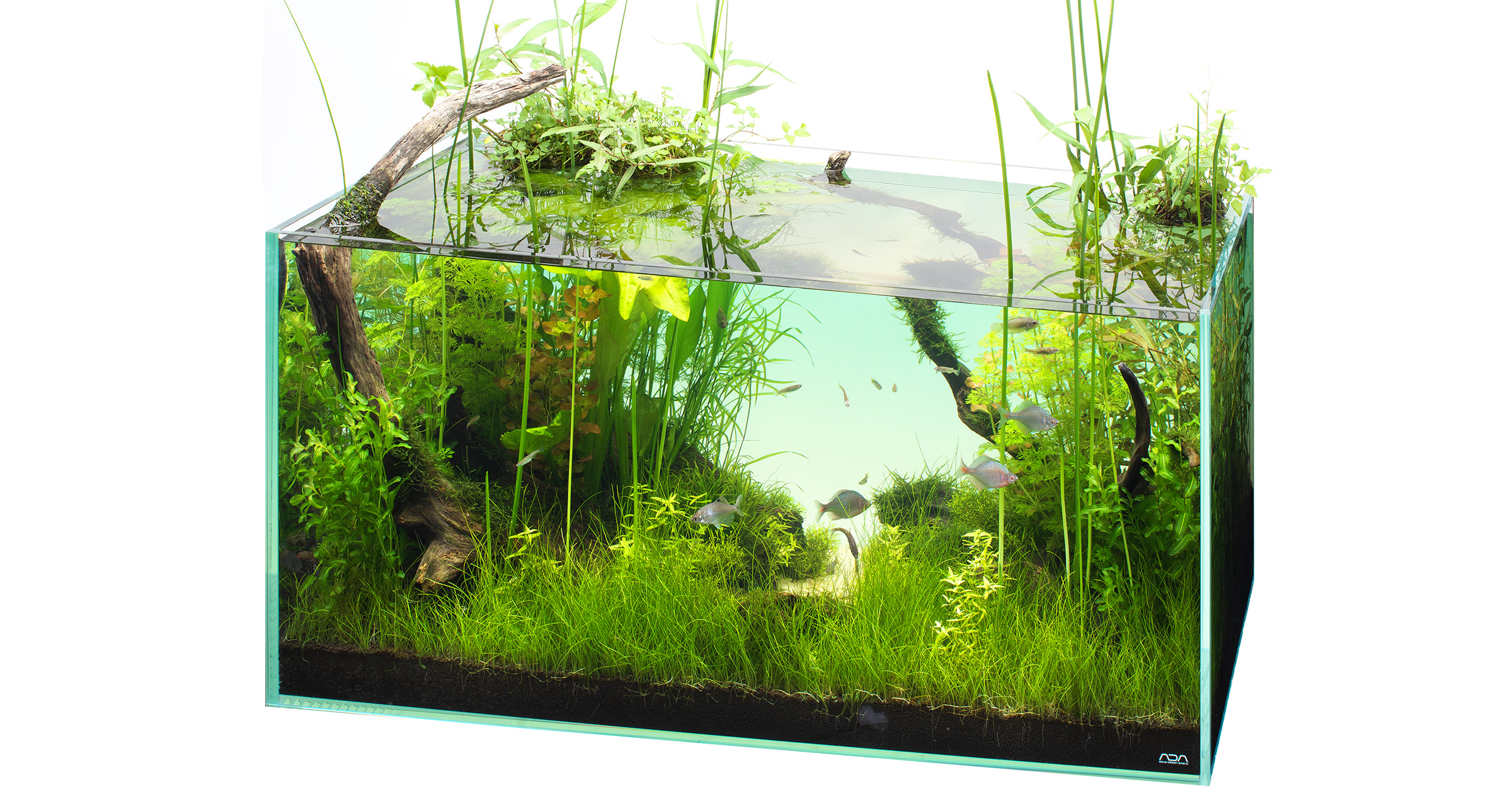 Japanese Style Fish Tank | atelier-yuwa.ciao.jp