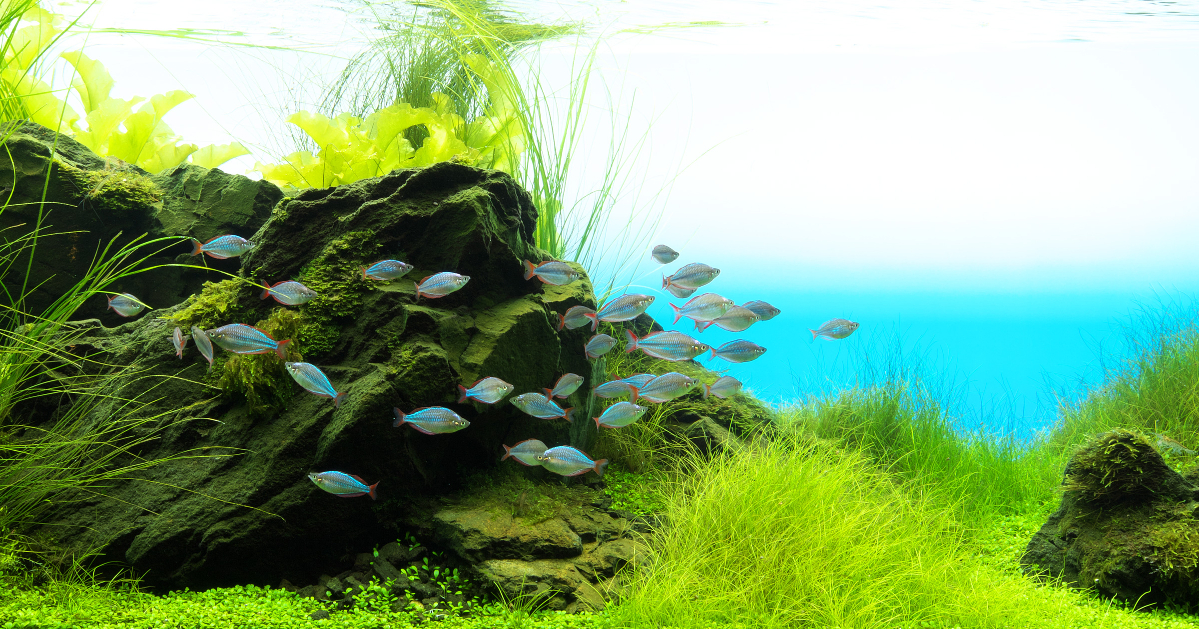 NATURE IN THE GLASS ‘Summer Breeze’ | en