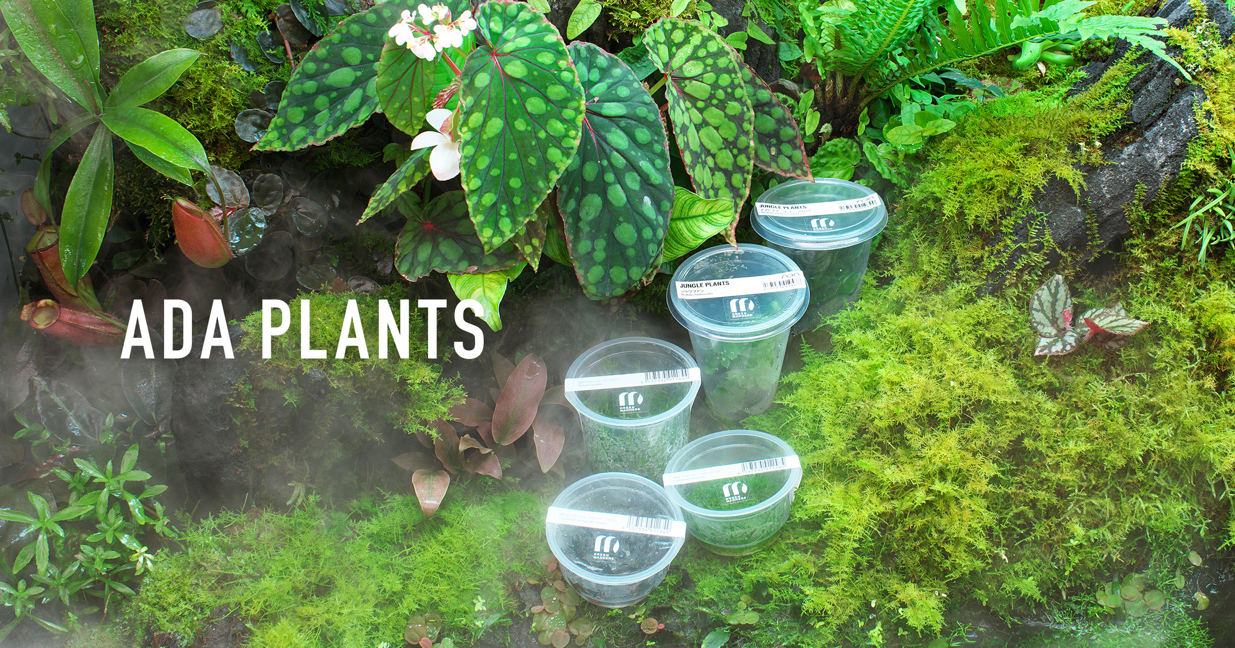ADA PLANTS ‘As If Plants Evolve, the Style of ADA’s Living Products ...