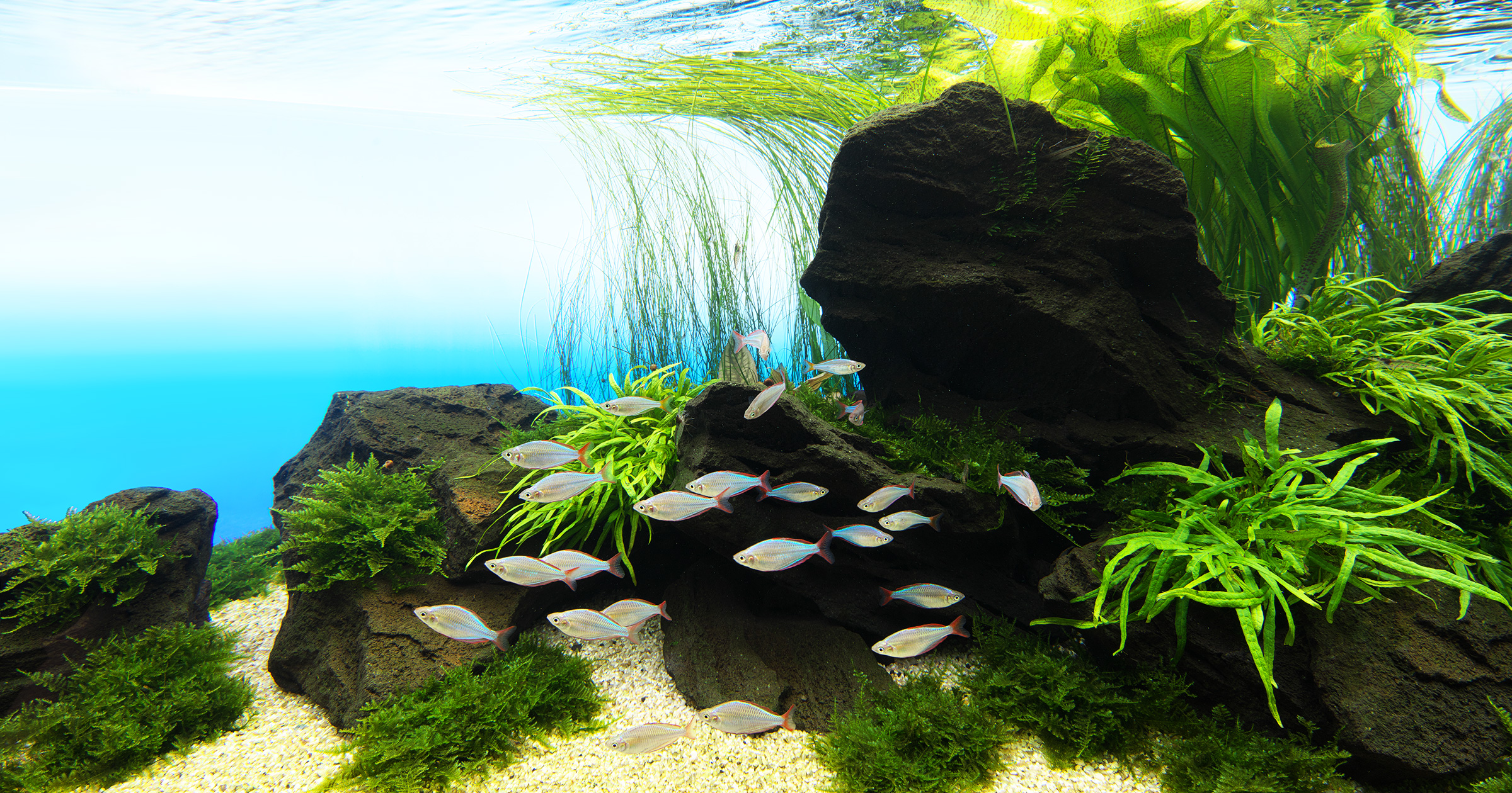 NATURE IN THE GLASS 'Nature aquarium that was introduced into an office ...