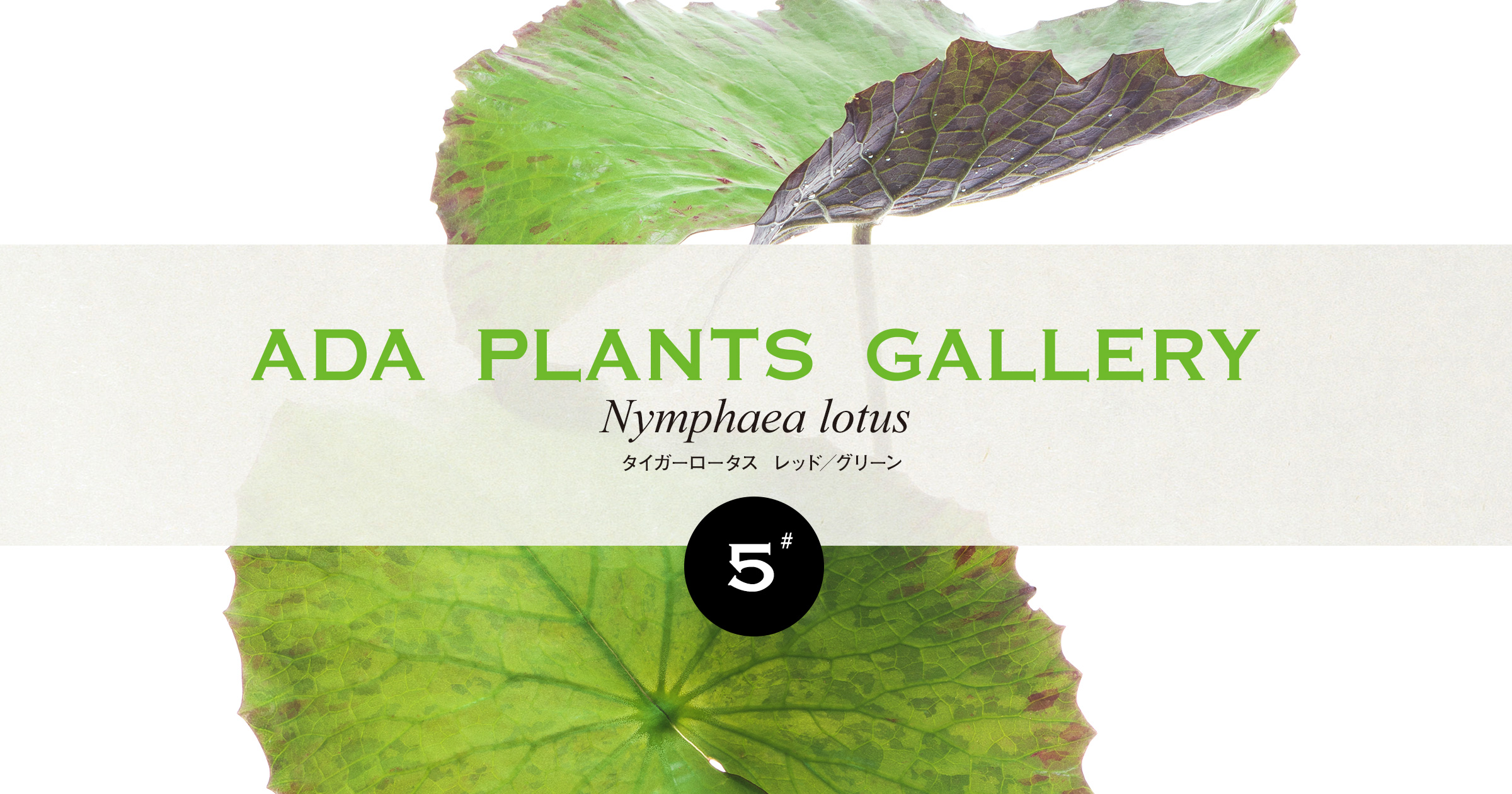 ADA PLANTS GALLERY #04 Tiger Lotus Red / Green | en