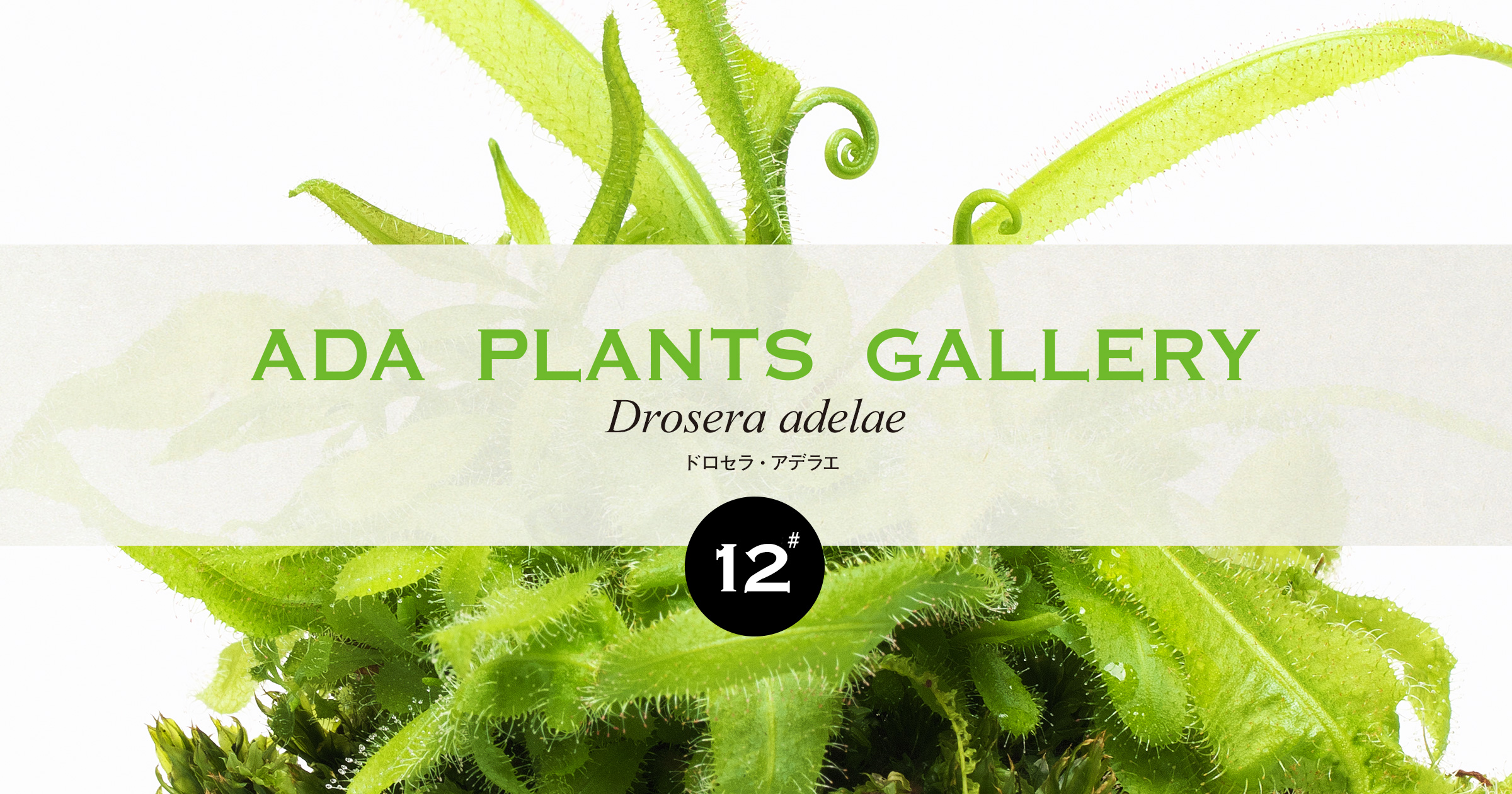 ADA PLANTS GALLERY #12 Drosera adelae | en