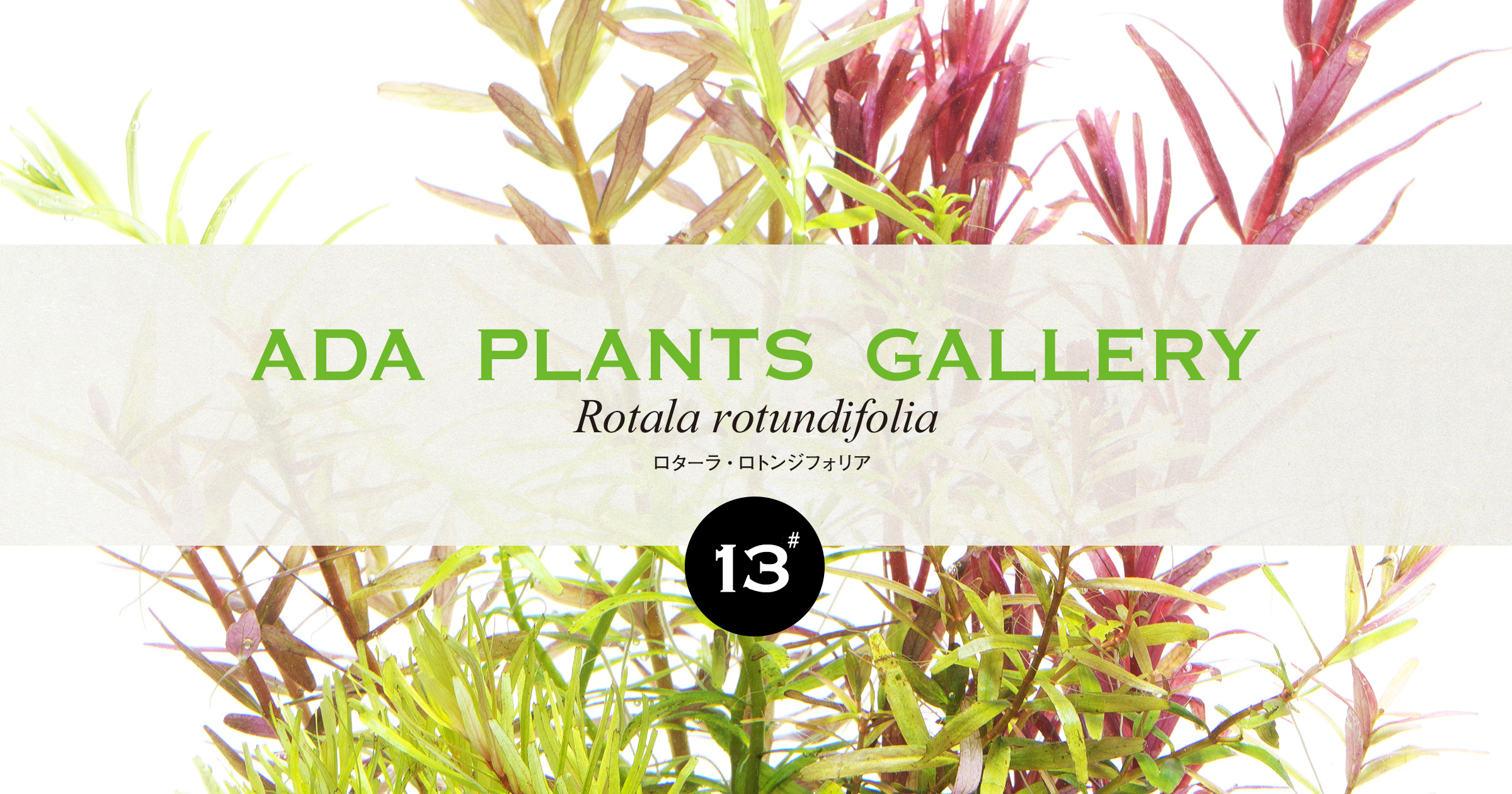 ADA PLANTS GALLERY #13 Rotala rotundifolia | en