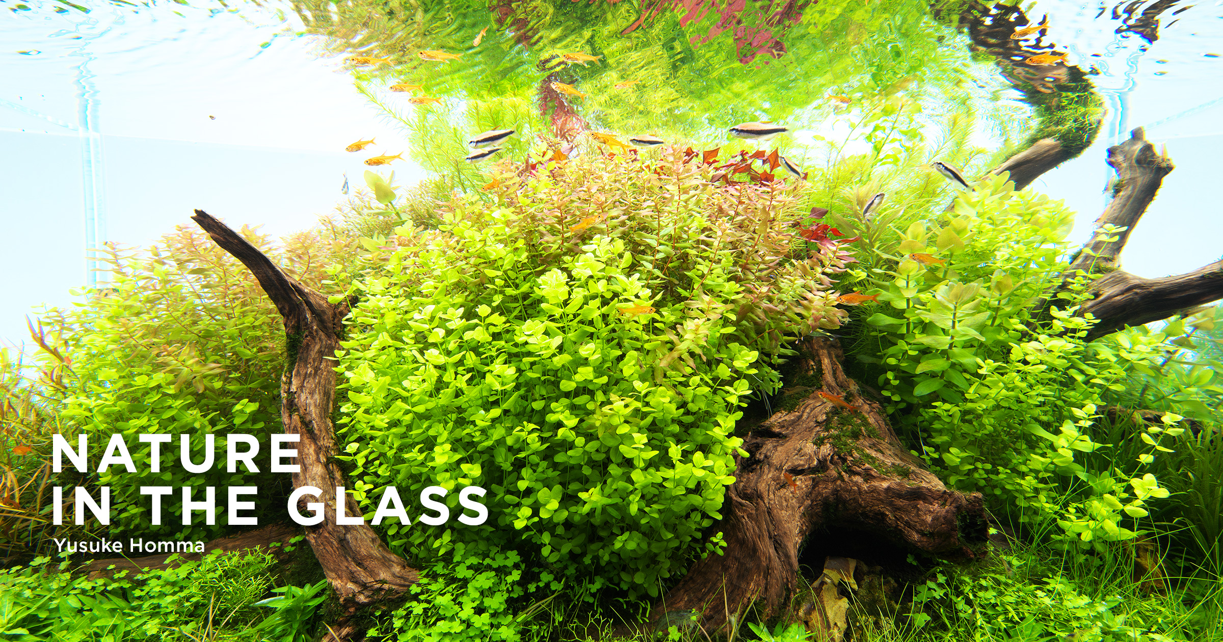 NATURE IN THE GLASS “Balmy Spring Breeze” | en