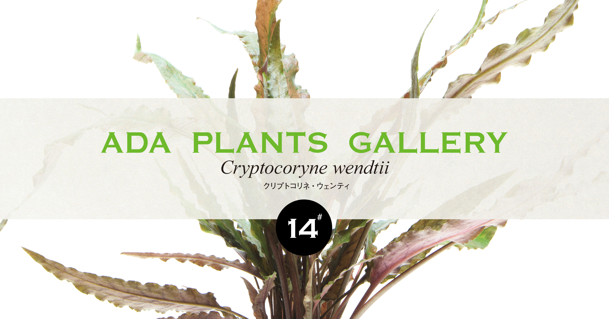 ADA PLANTS GALLERY #14 Cryptocoryne wendtii | en