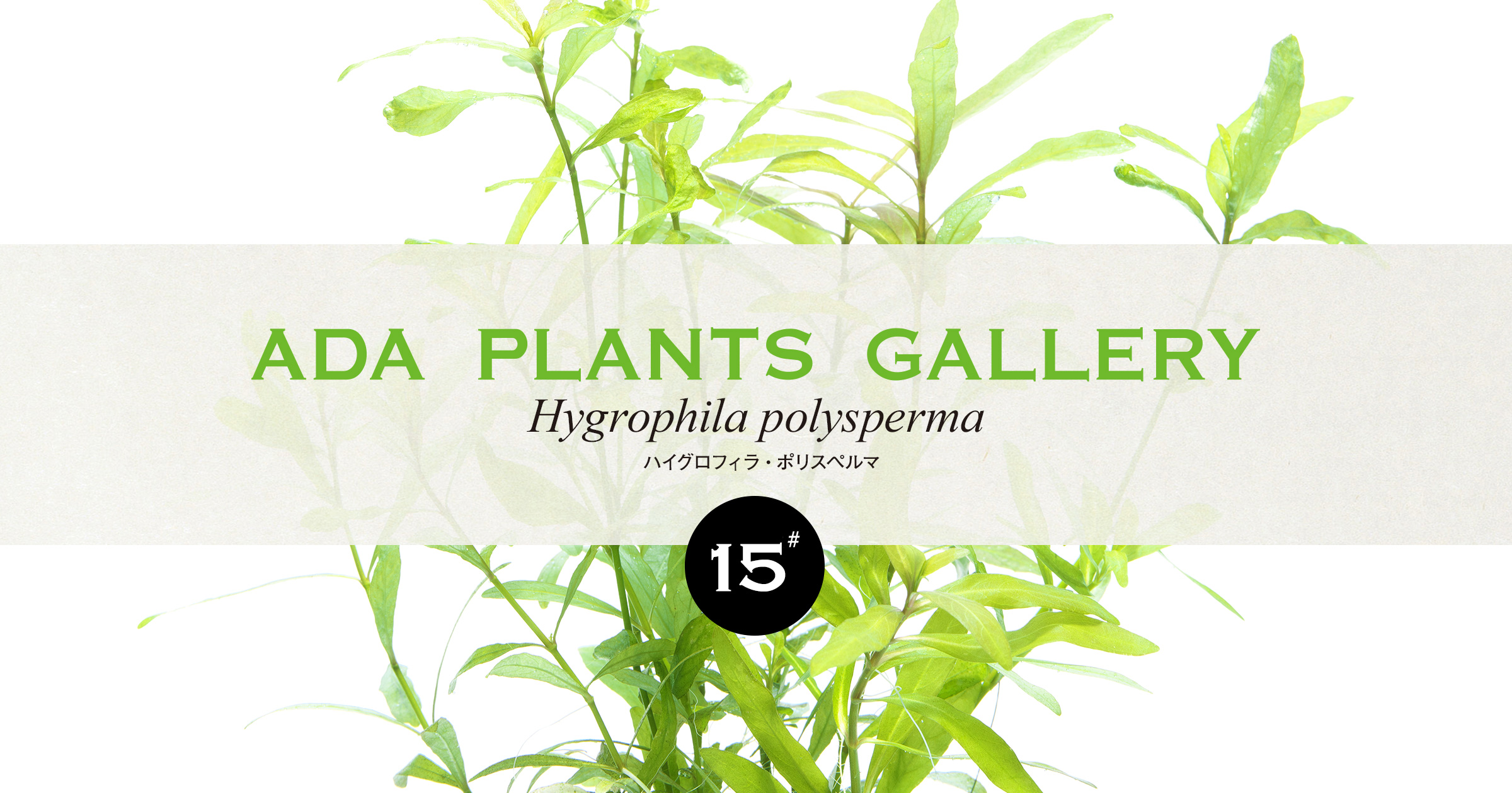 ADA PLANTS GALLERY #15 Hygrophila polysperma | en