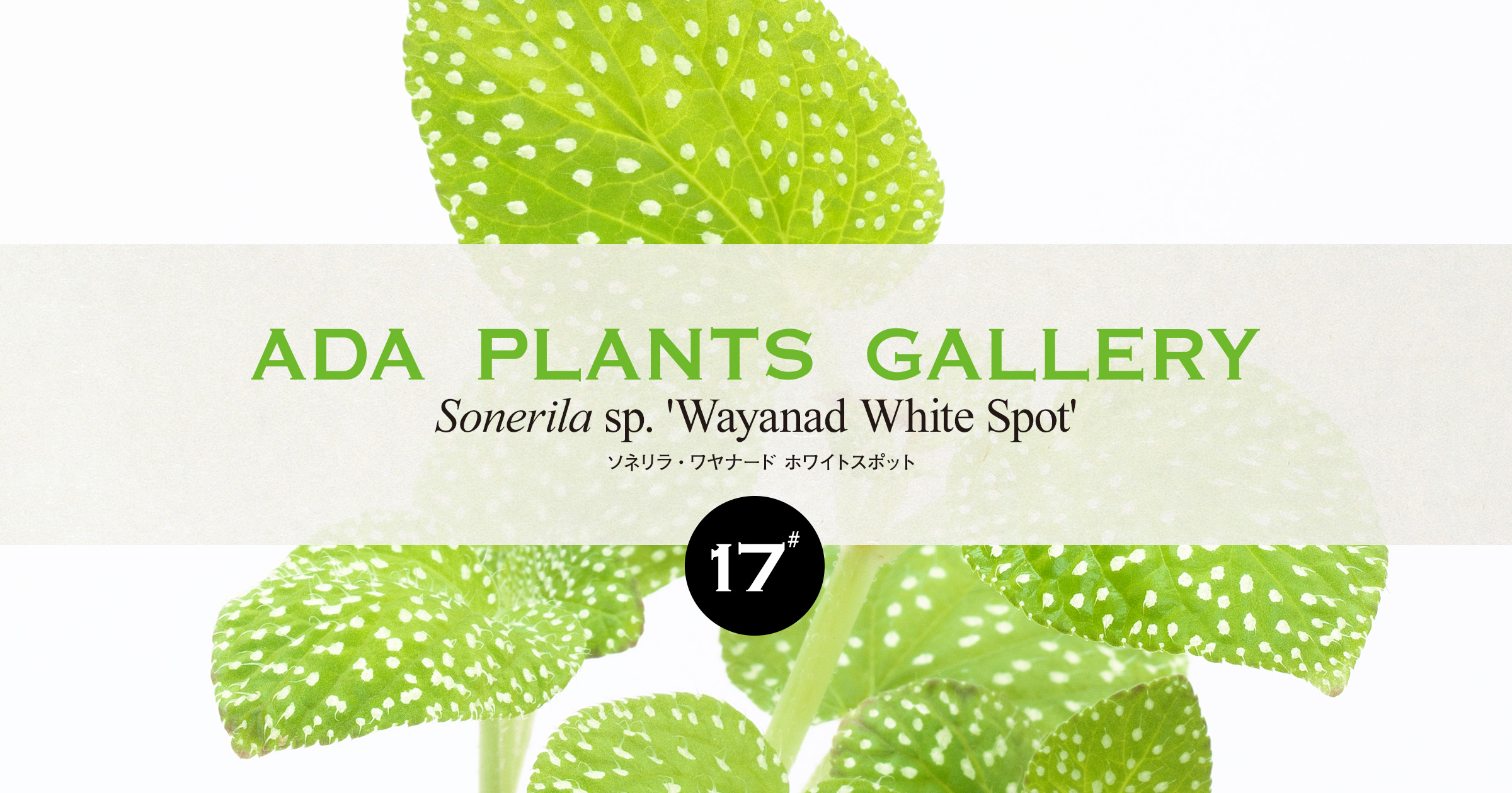 ADA PLANTS GALLERY #17 Sonerila sp. ‘Wayanad White Spot’ | en