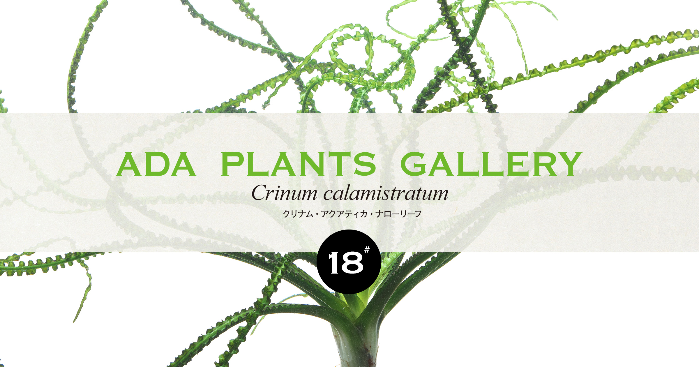 ADA PLANTS GALLERY #18 Crinum calamistratum | en