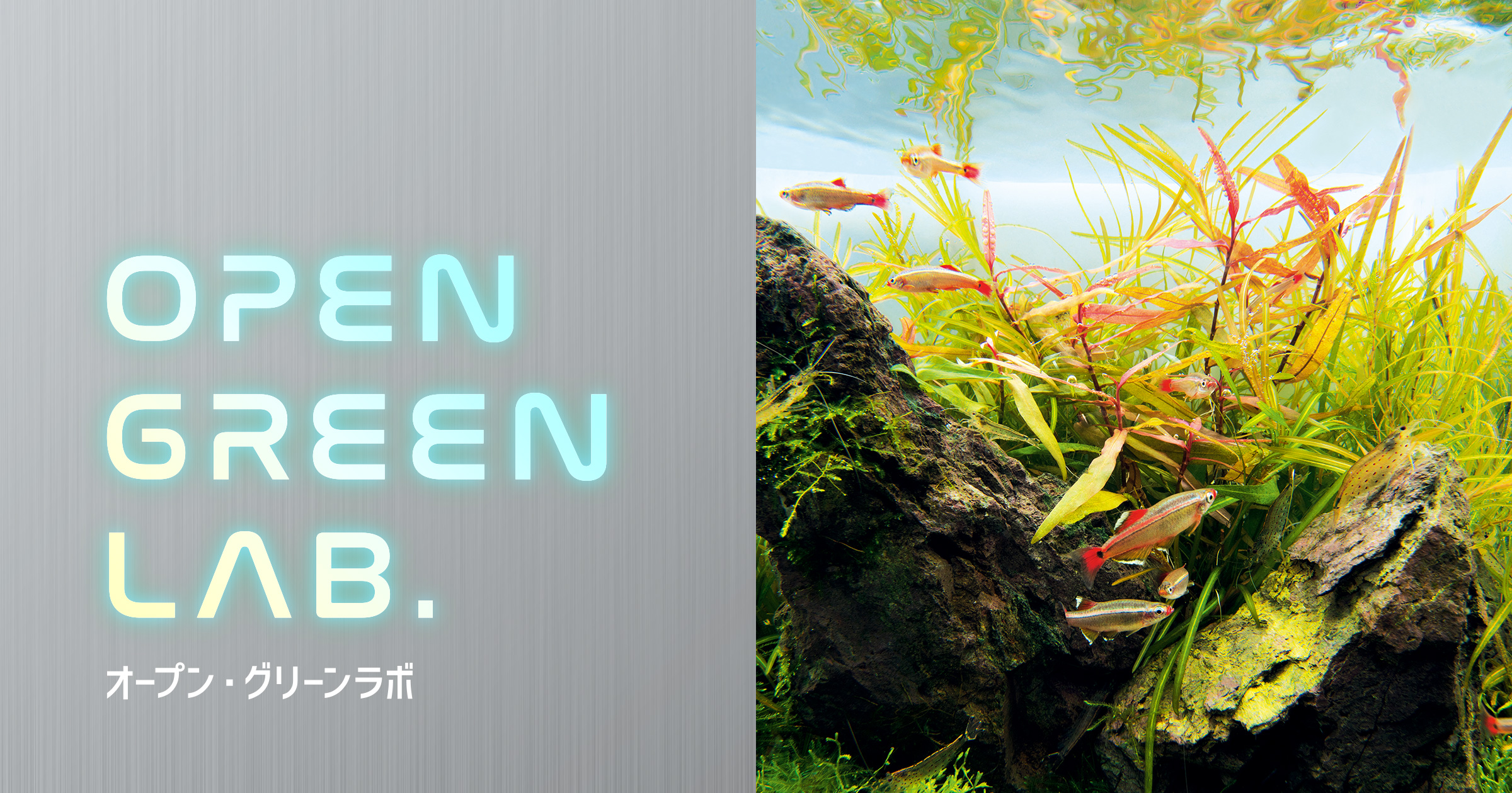 OPEN GREEN LAB: Plants which become red | en