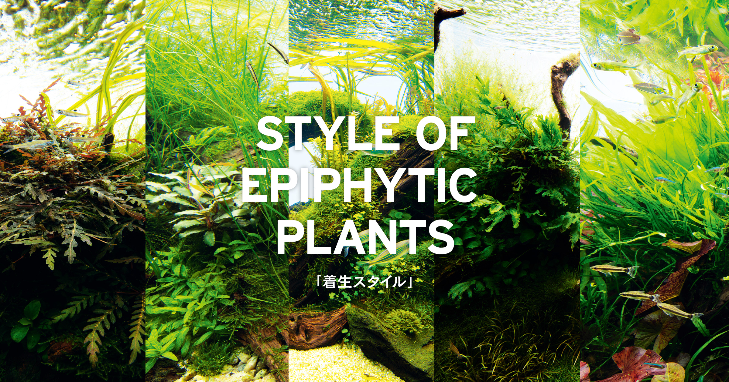 [ STYLE OF EPIPHYTIC PLANTS ] Effective use of epiphytic aquatic plants ...