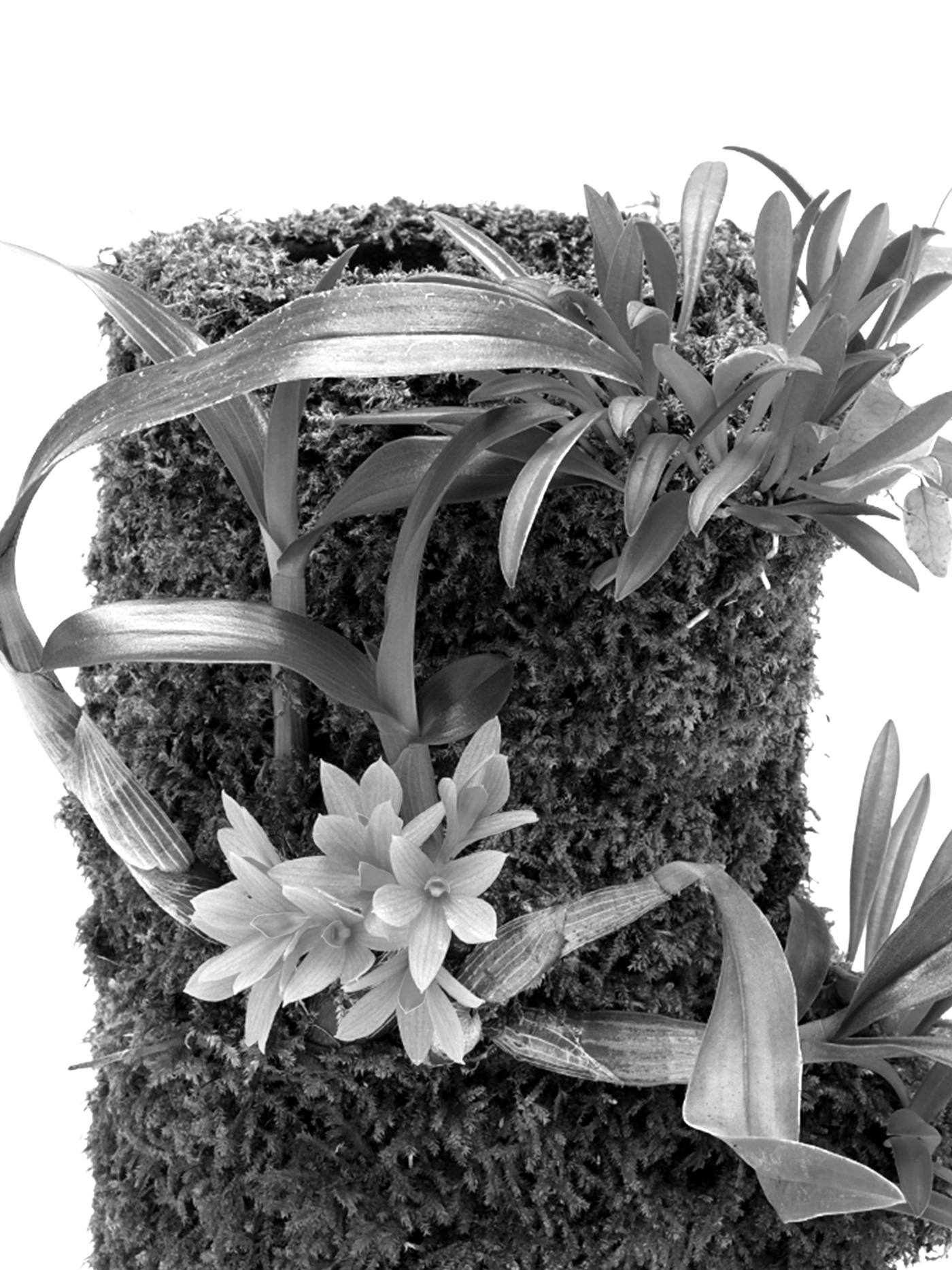 MIZUKUSA MIST WALL 600 | PRODUCTS | DOOA